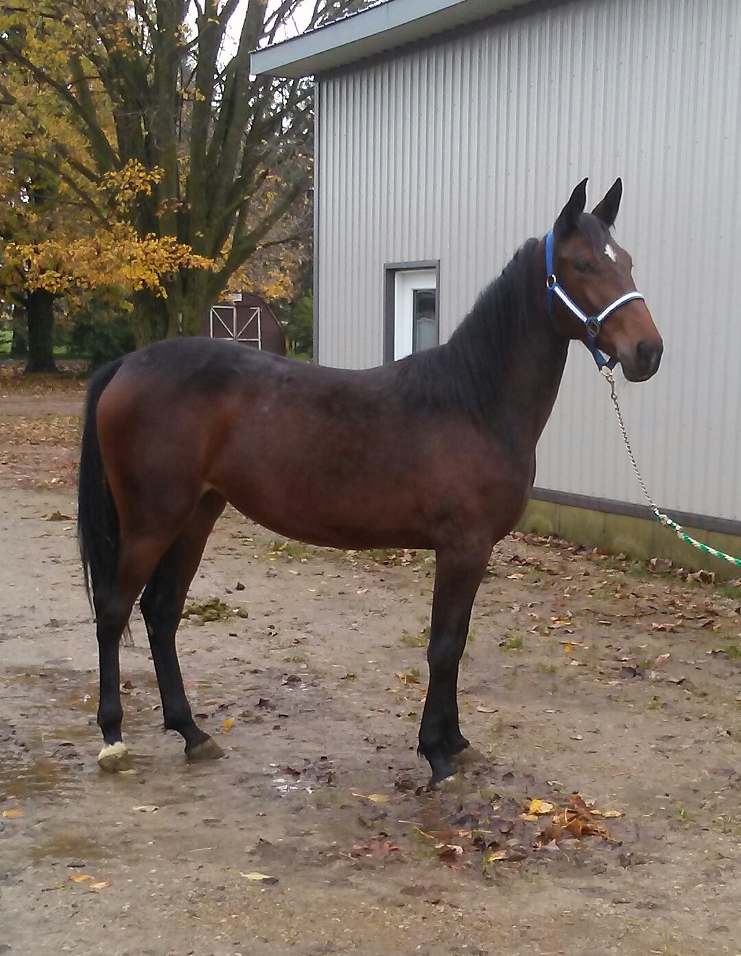 Auction: MISS CRAVEN | Standardbred Canada